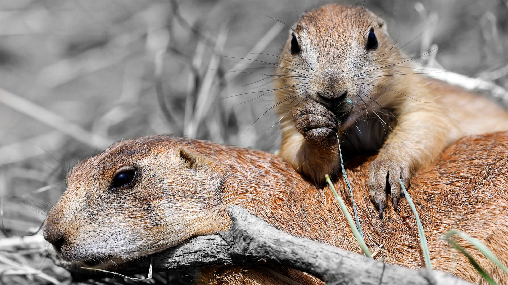 Prairie Dogs
